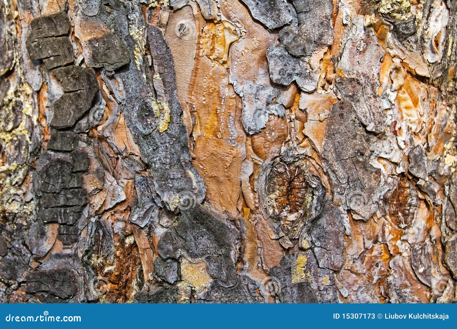 Pine bark texture. stock image. Image of lumber, corroded - 15307173