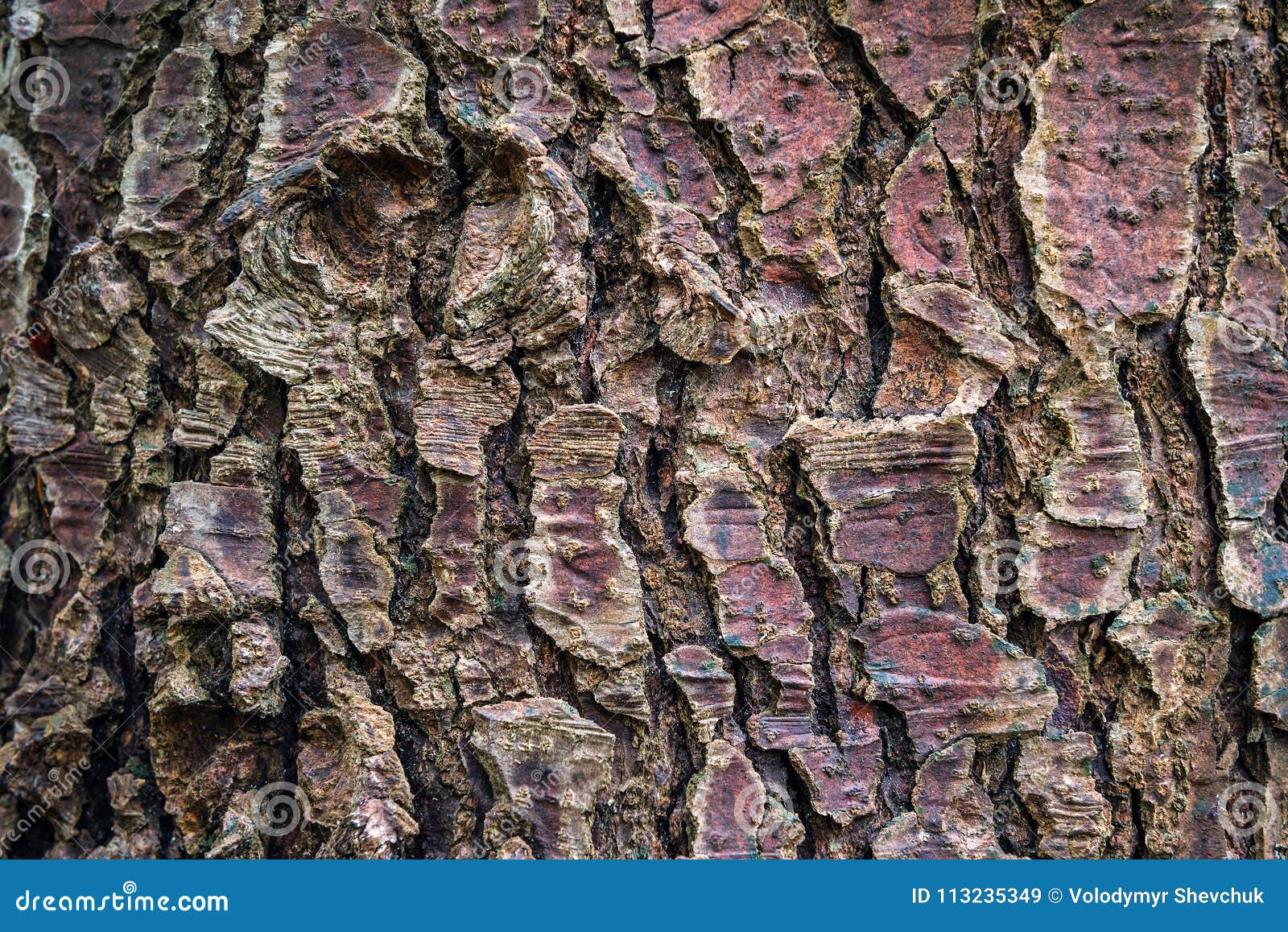 Pine bark texture stock image. Image of corroded, antique - 113235349