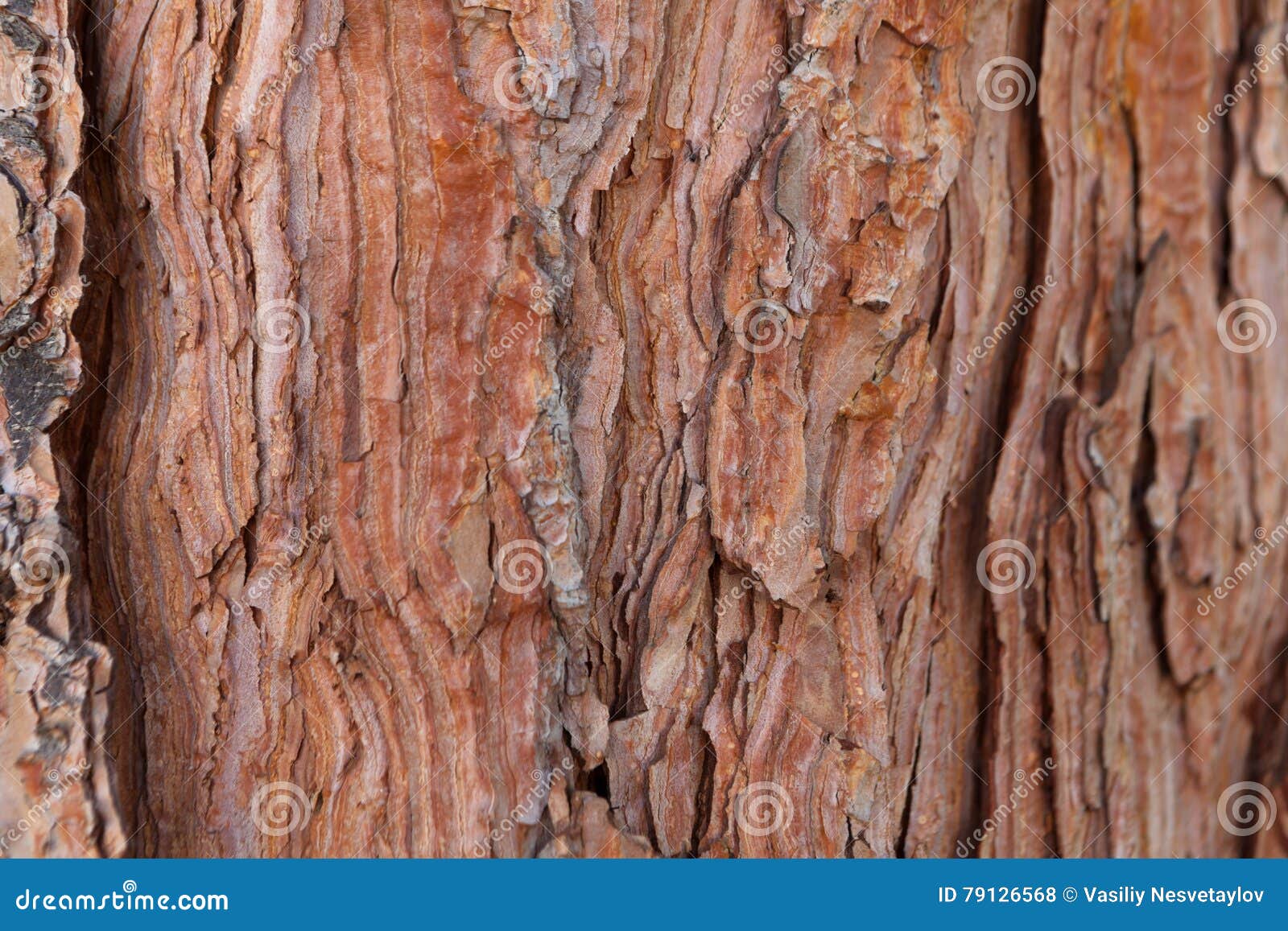 Pine Bark Texture Background Old Ancient Pine Cedar Maple Spruce Stock ...