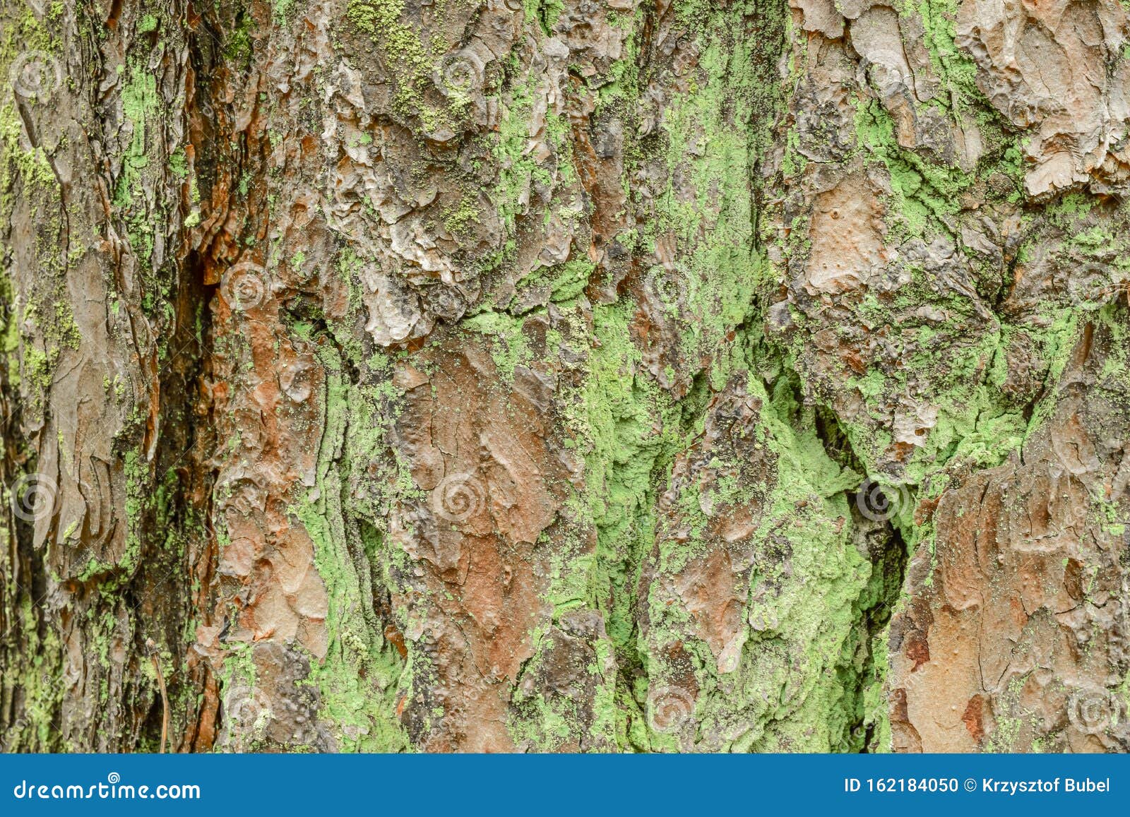 Pine Bark Texture or Background Stock Photo - Image of aging, firewood ...