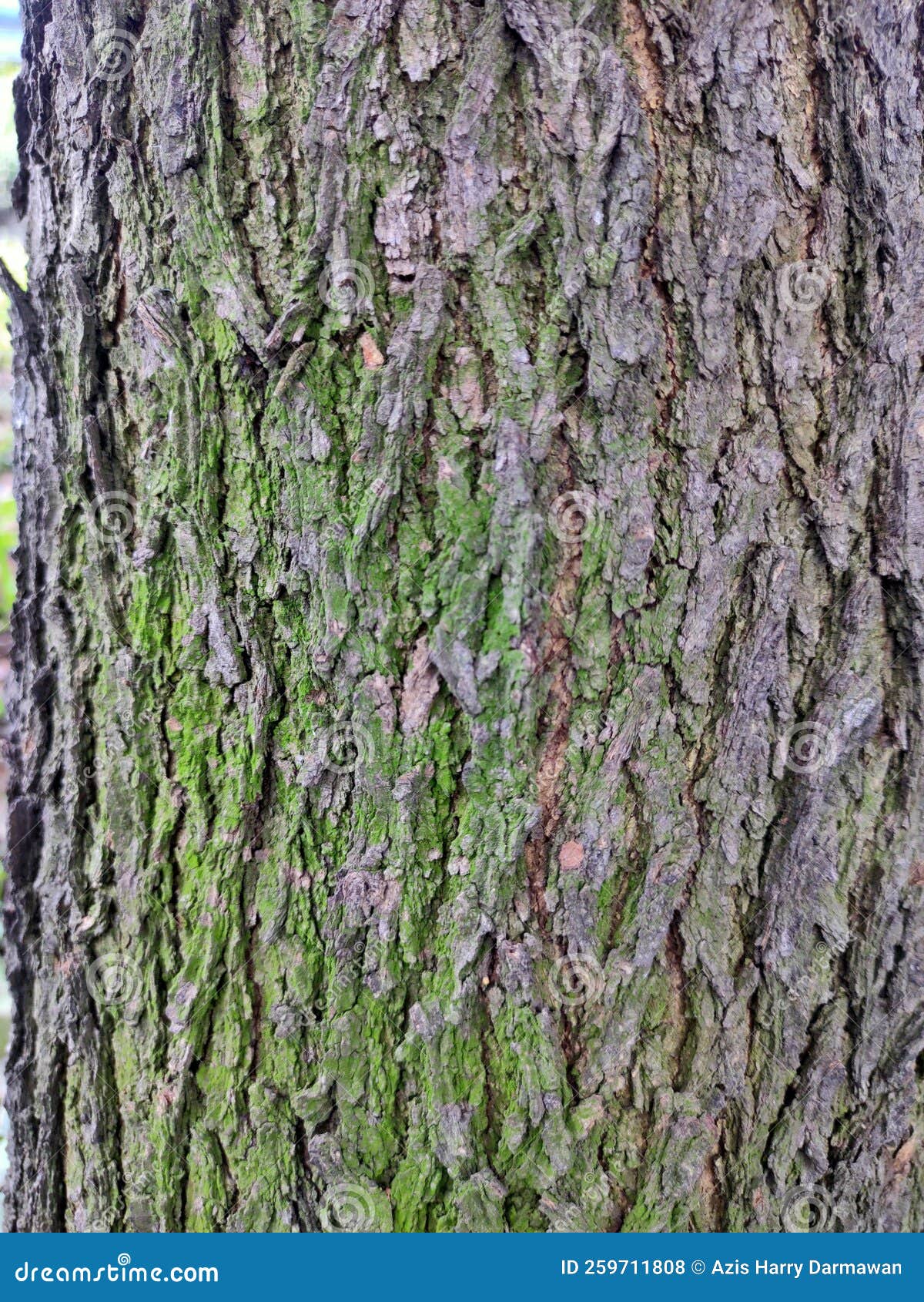 Pine bark texture stock photo. Image of closeup, flora - 259711808