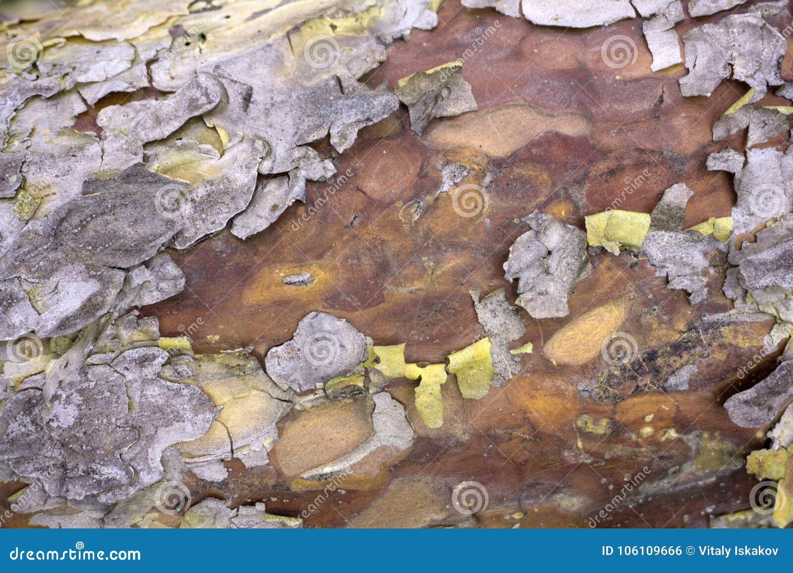 Pine Bark Texture Reddish Along and Directly. Stock Photo - Image of ...