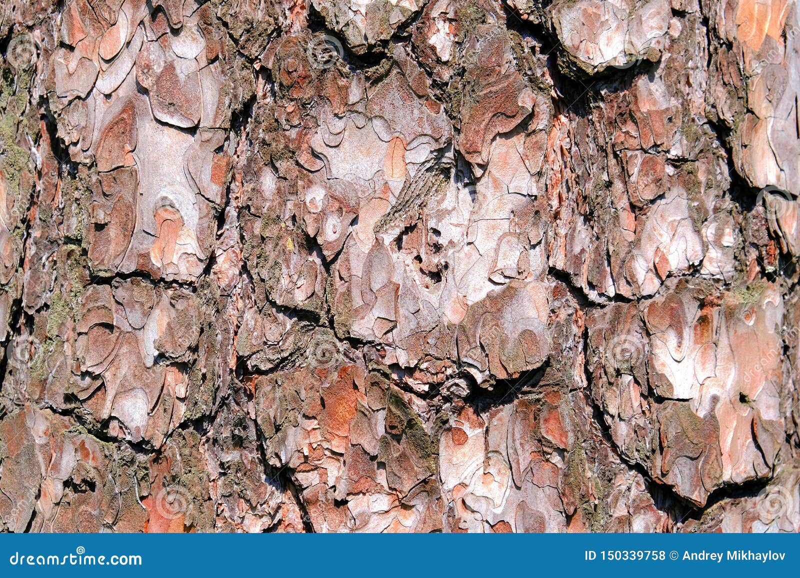 Pine Bark Texture. Bark of Pine Tree. Stock Photo - Image of protection ...