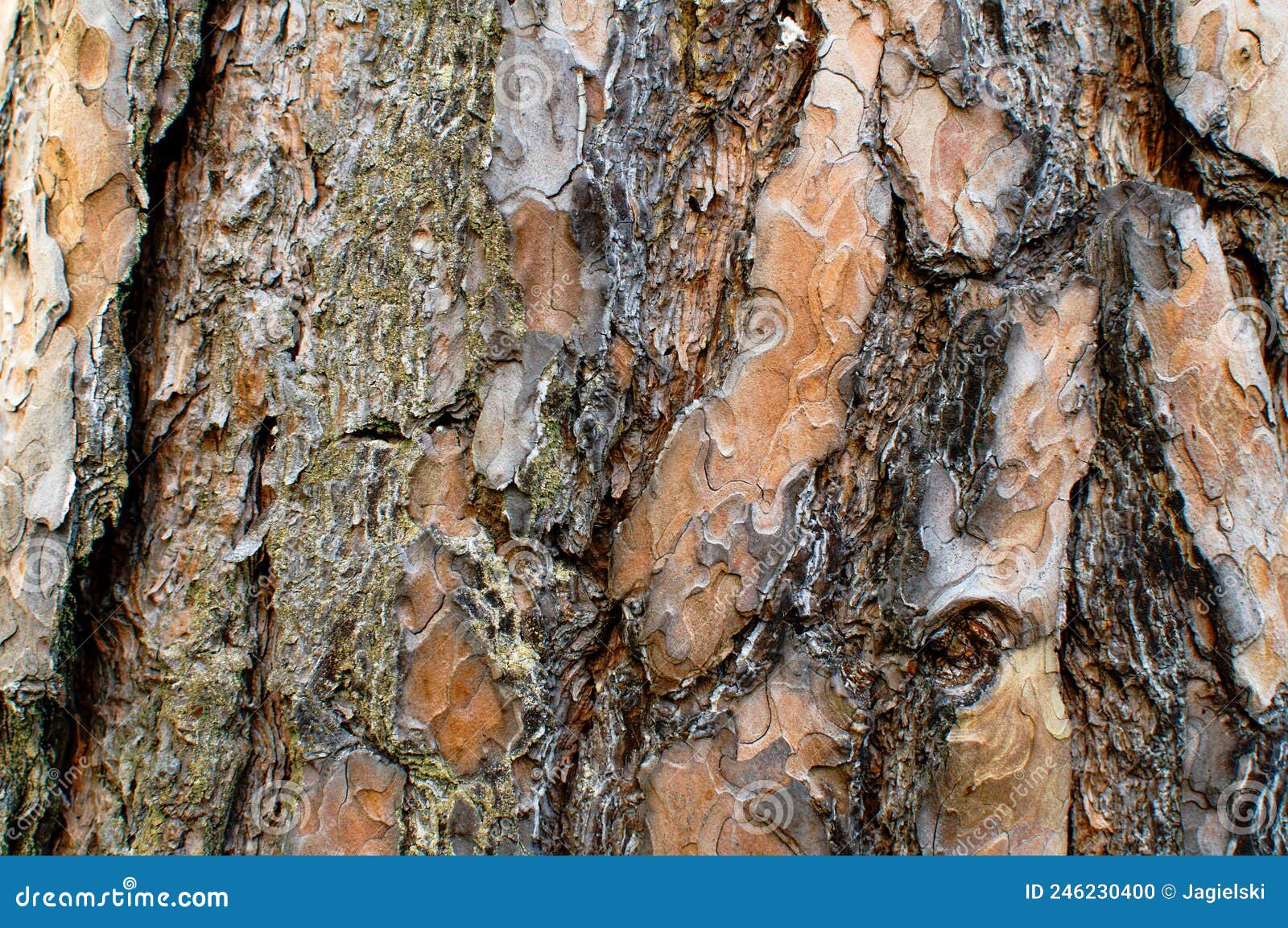 Pine bark texture stock photo. Image of pine, macro - 246230400