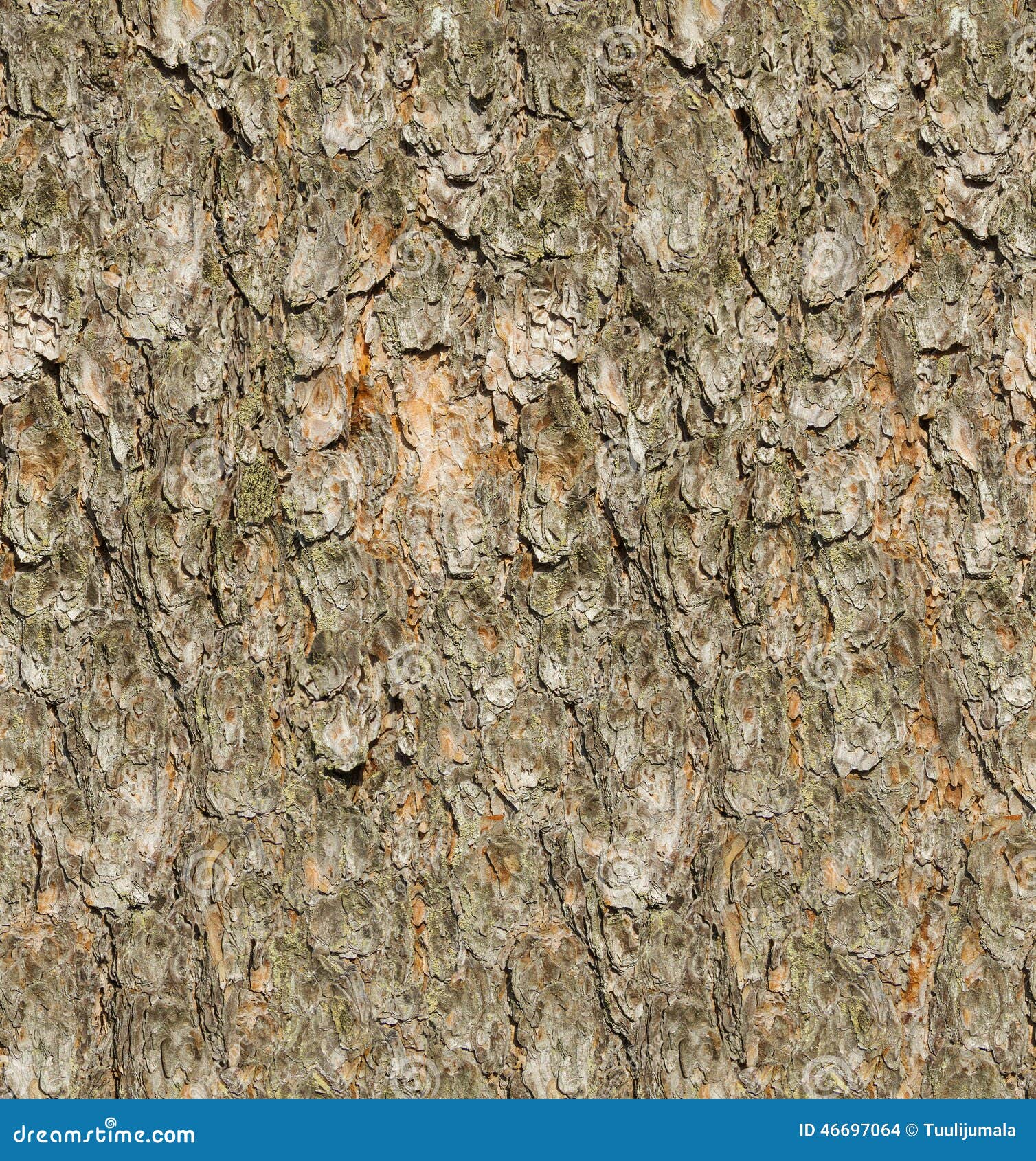 Pine bark texture stock photo. Image of forest, brown - 46697064