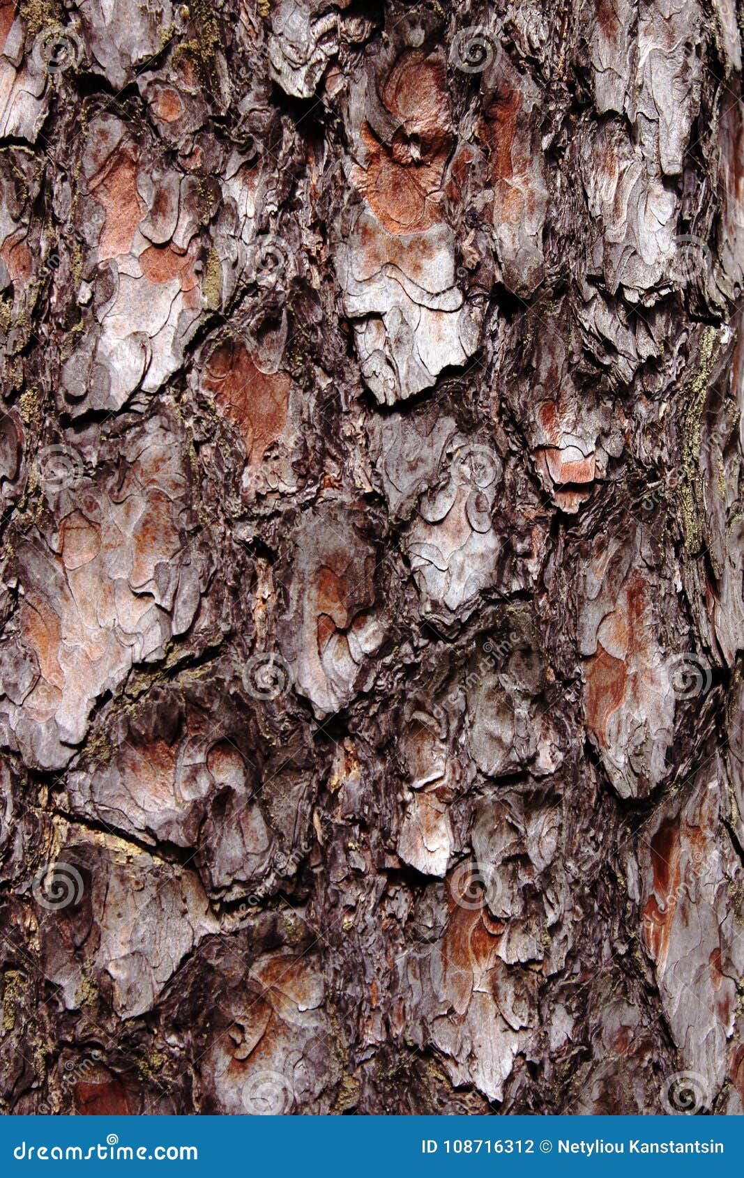 Pine bark texture stock photo. Image of ecology, fashion - 108716312