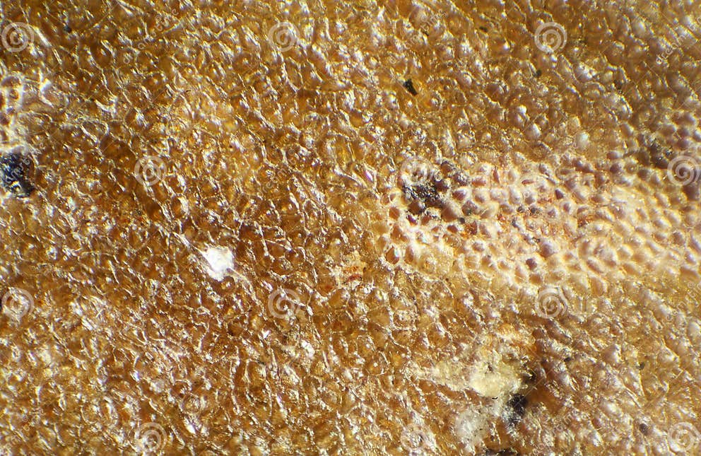 Pine Bark Under the Microscope Stock Image - Image of nature, organic ...