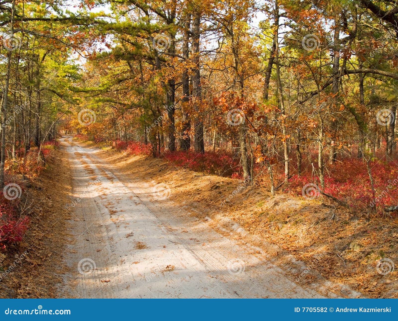 Pine Barrens Road stock photo. Image of leaves, forest - 7705582