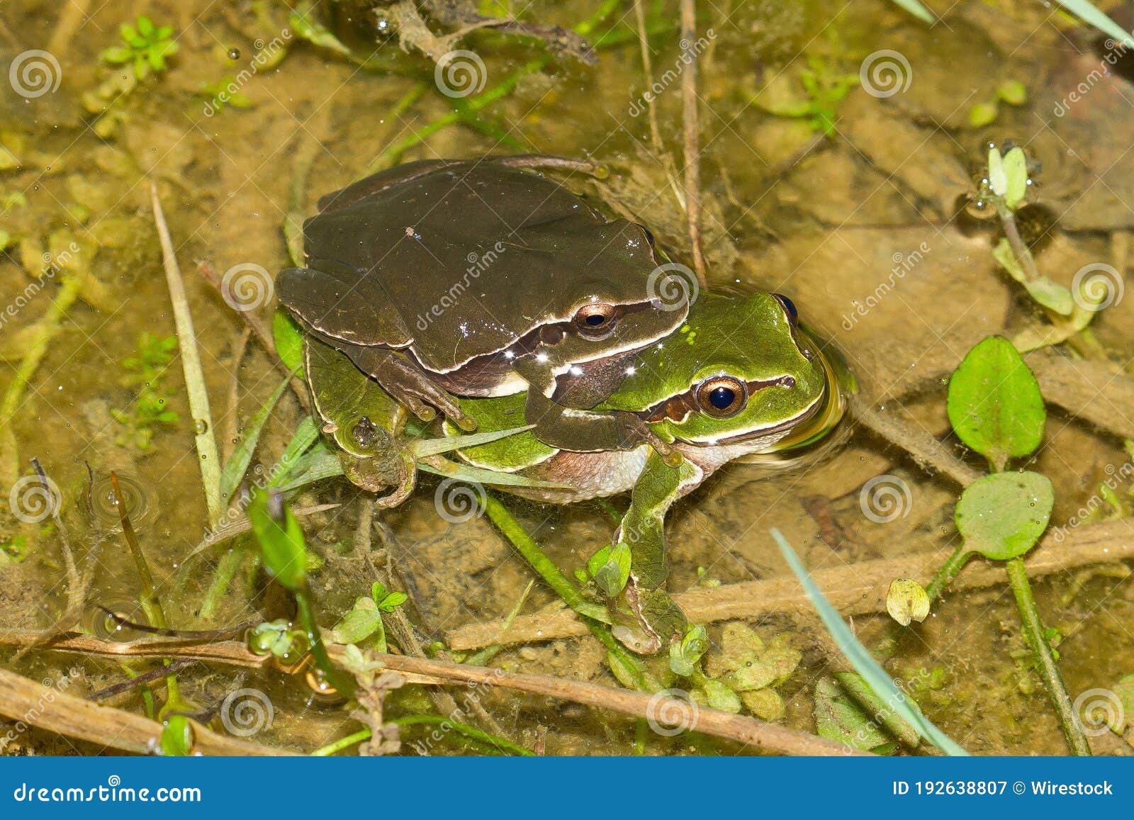Pine Barrens Tree Frogs in the Water Stock Image - Image of cute ...