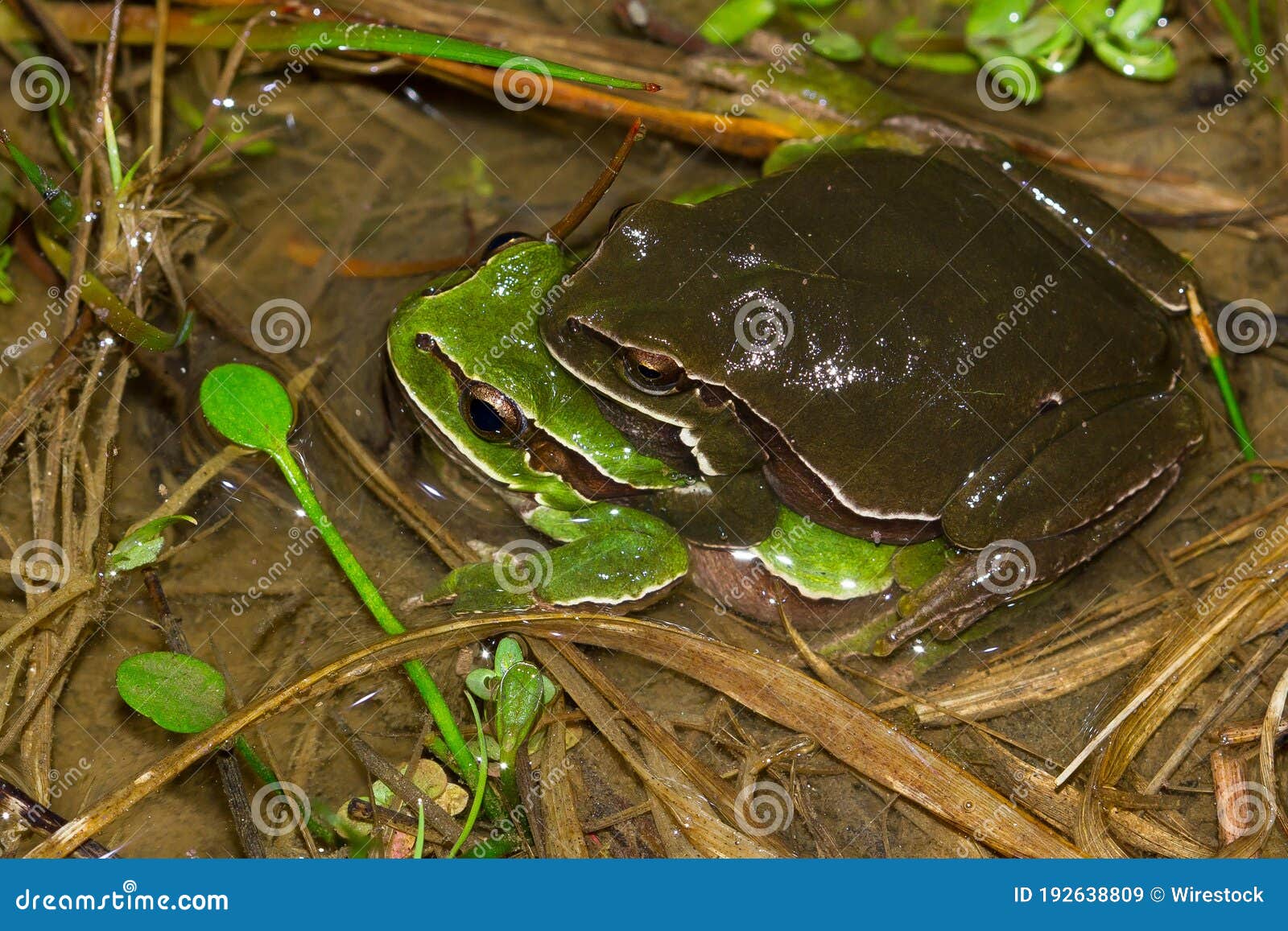 Pine Barrens Tree Frogs in the Water Stock Image - Image of frog, water ...