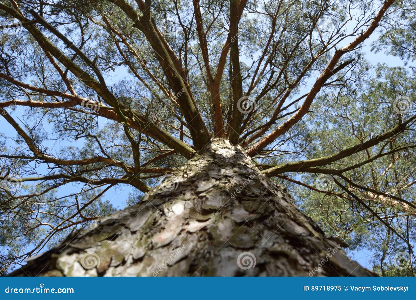 Pine from below stock image. Image of bark, underarm - 89718975