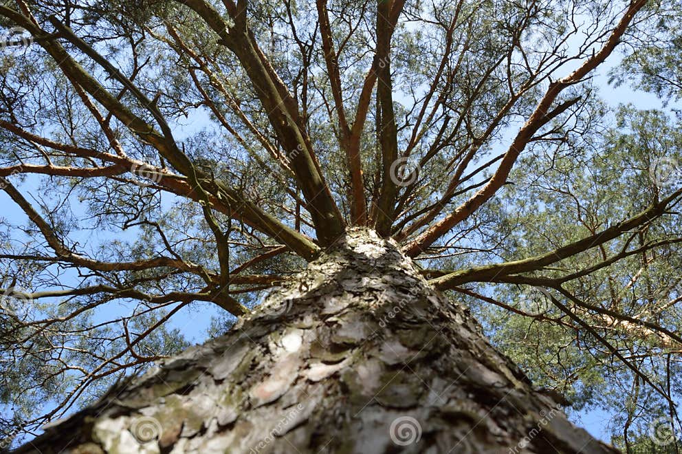 Pine from below stock image. Image of bark, underarm - 89718975