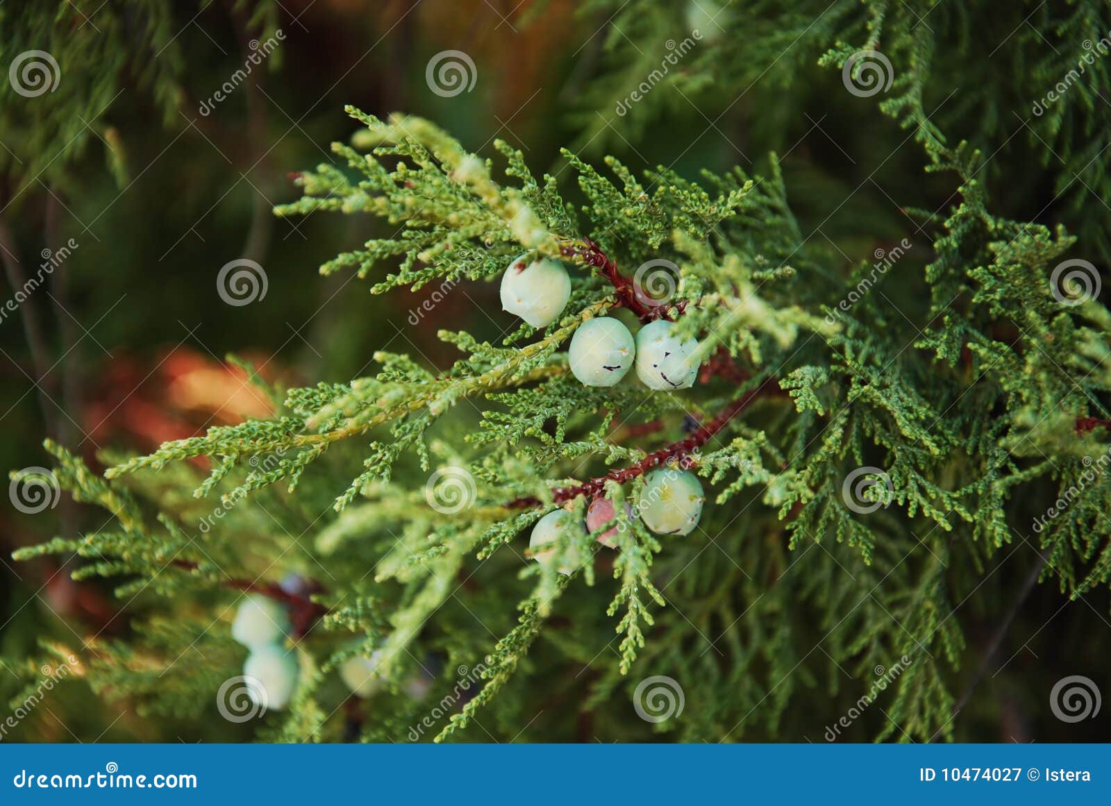 Pine berries on the branch stock image. Image of christmas - 10474027