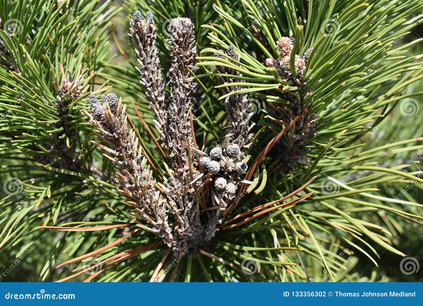 Pine on Big Pocono stock photo. Image of morning, tower - 133356302