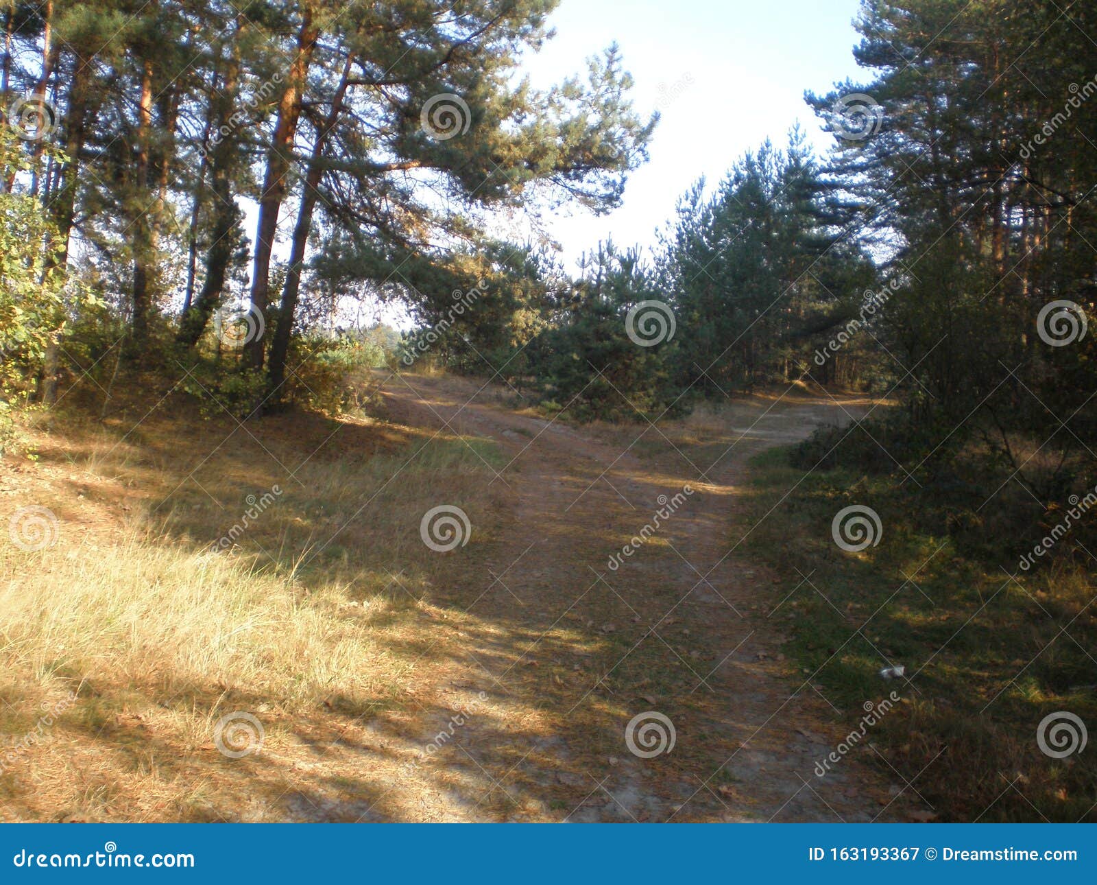 Pine and Birch Forest, a Crossroads in the Forest Autumn Tree Shadows ...
