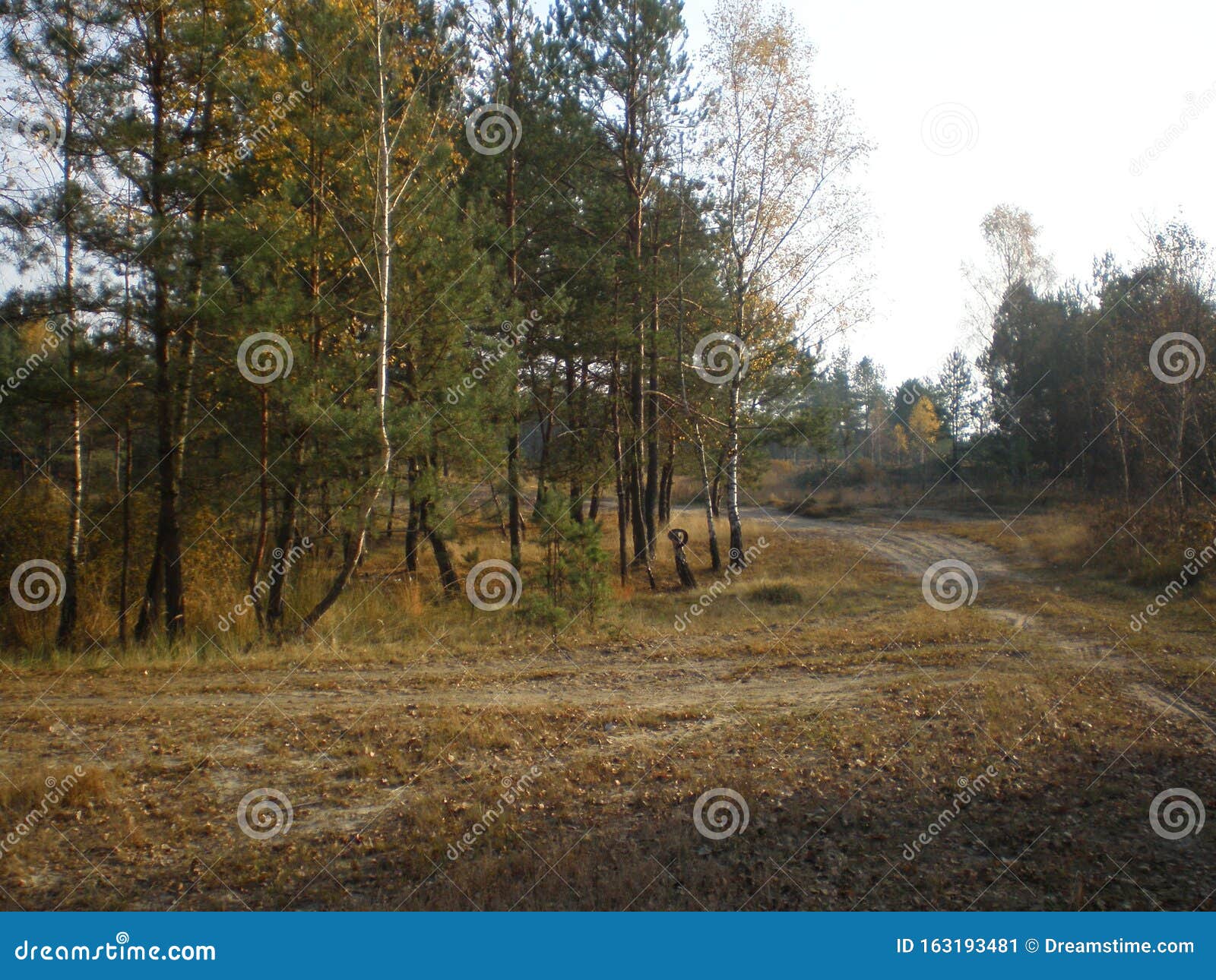 Pine and Birch Forest, a Crossroads in the Forest Autumn Tree Shadows ...