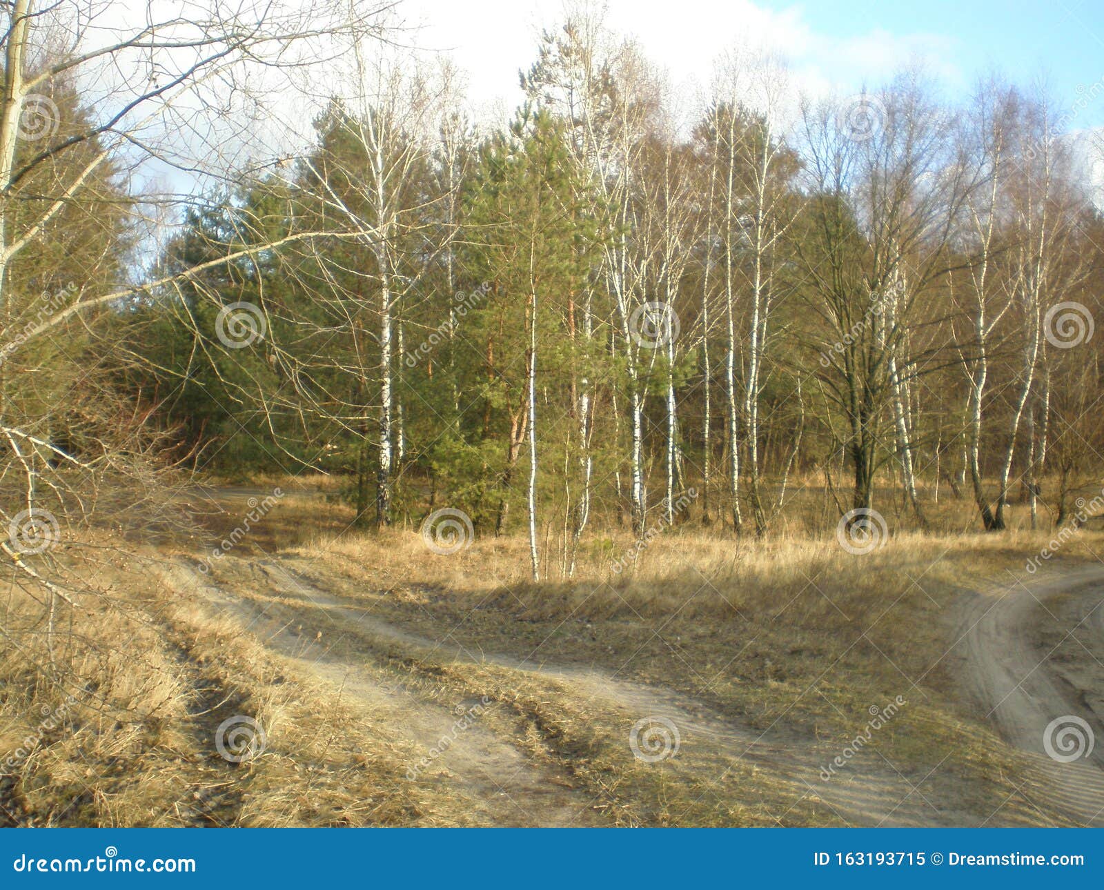 Pine and Birch Forest, a Crossroads in the Forest Autumn Tree Shadows ...