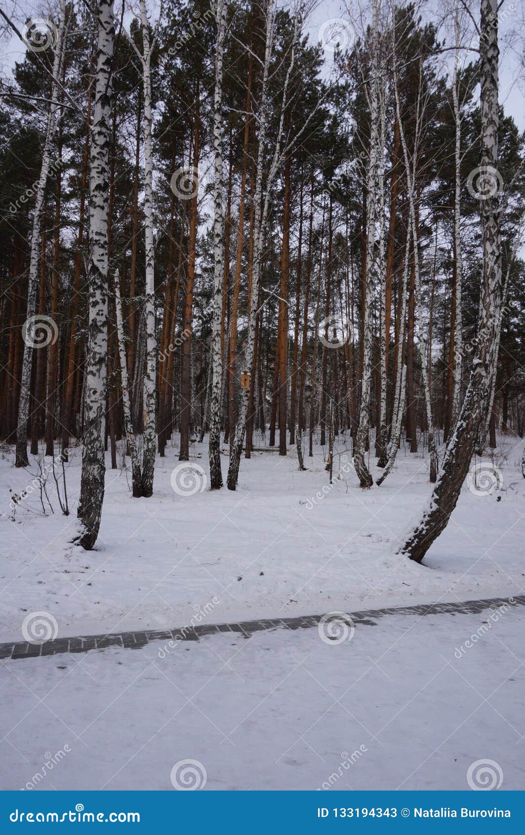 Pine and Birch Forest Winter Evening Stock Image - Image of birch ...