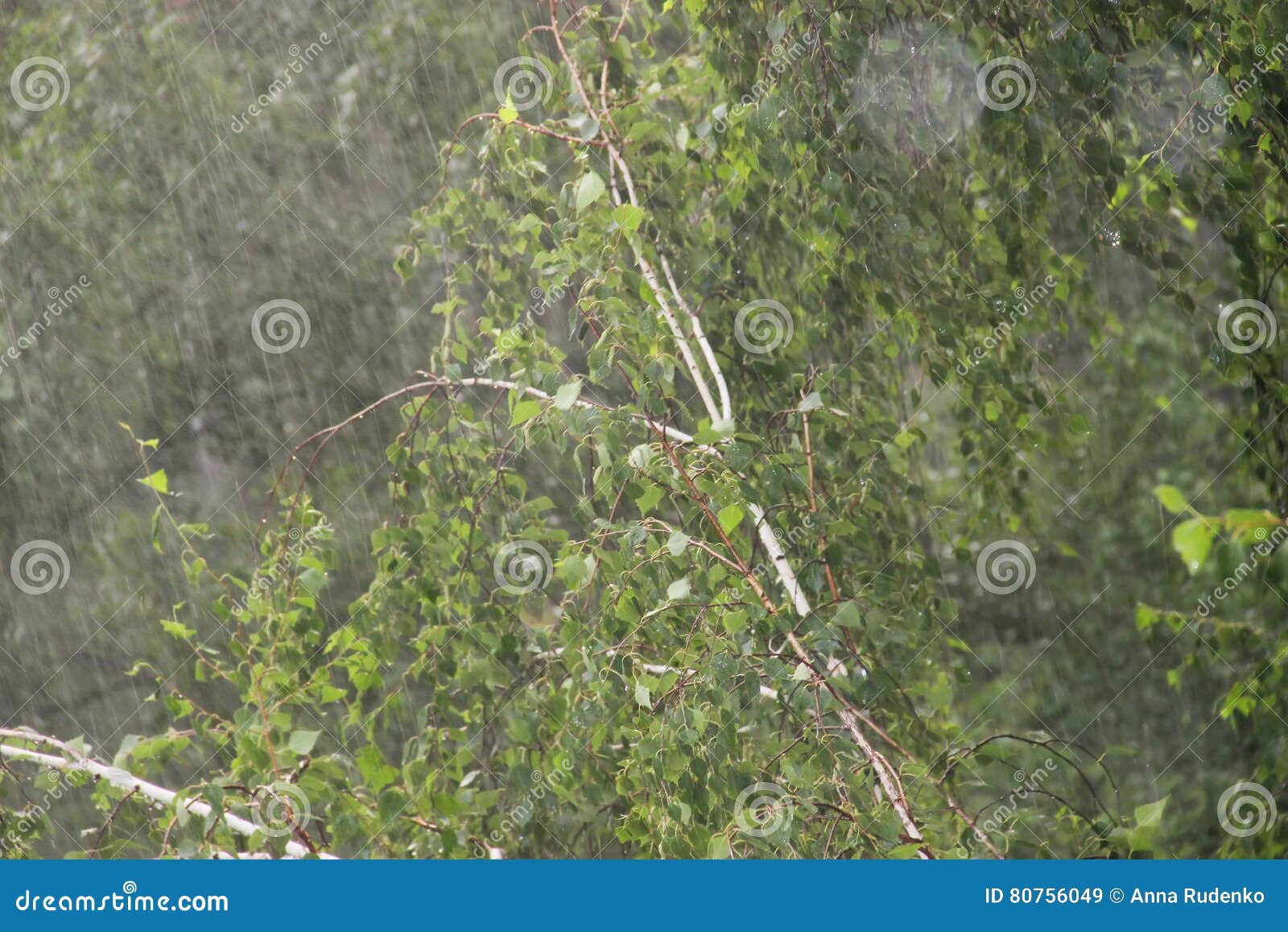 Pine and Birch Under the Shower Stock Image - Image of birch, shower ...