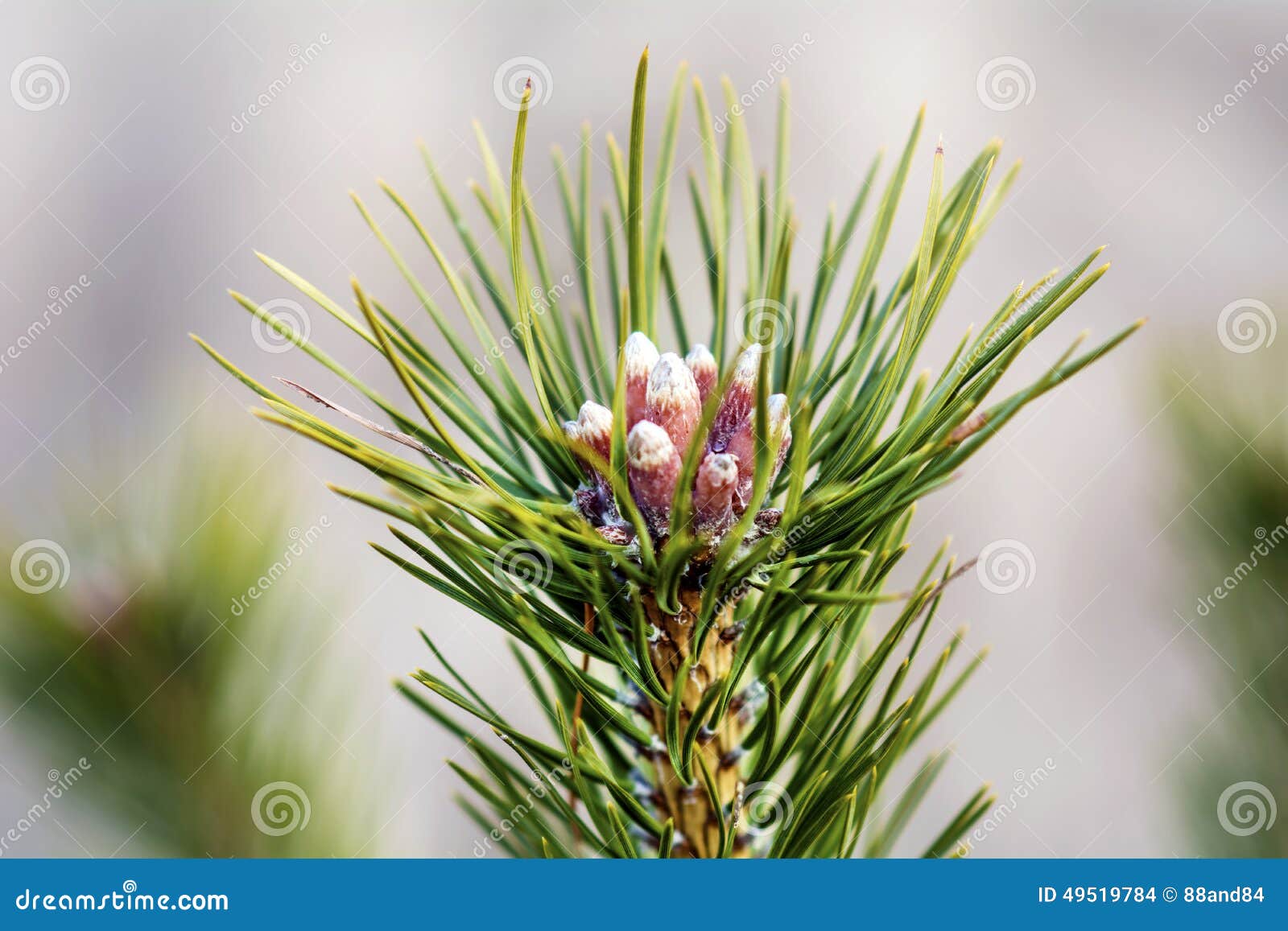 Pine bloom, pinaceae stock photo. Image of botany, detail - 49519784