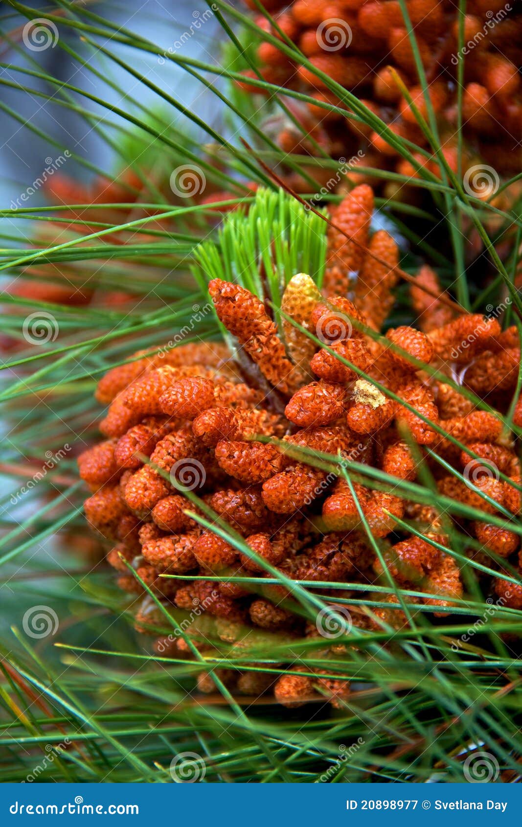 Pine blossom in the spring stock image. Image of country - 20898977