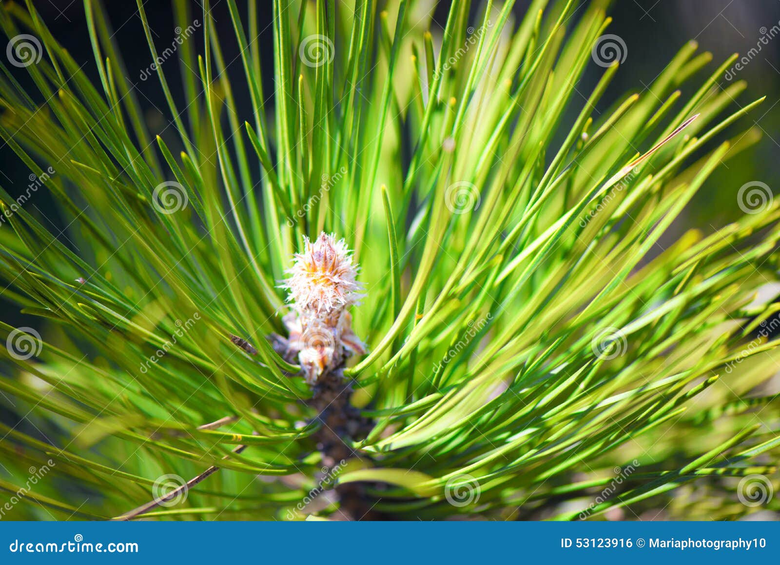 Pine blossom stock photo. Image of evergreen, pine, close - 53123916
