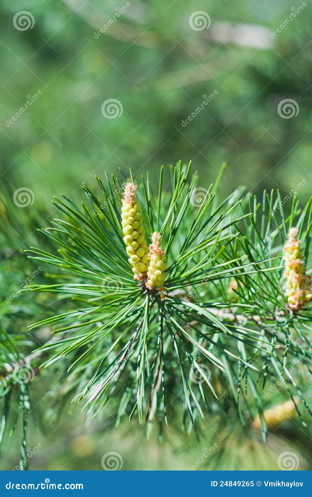 Pine blossoms stock image. Image of closeup, green, woods - 24849265