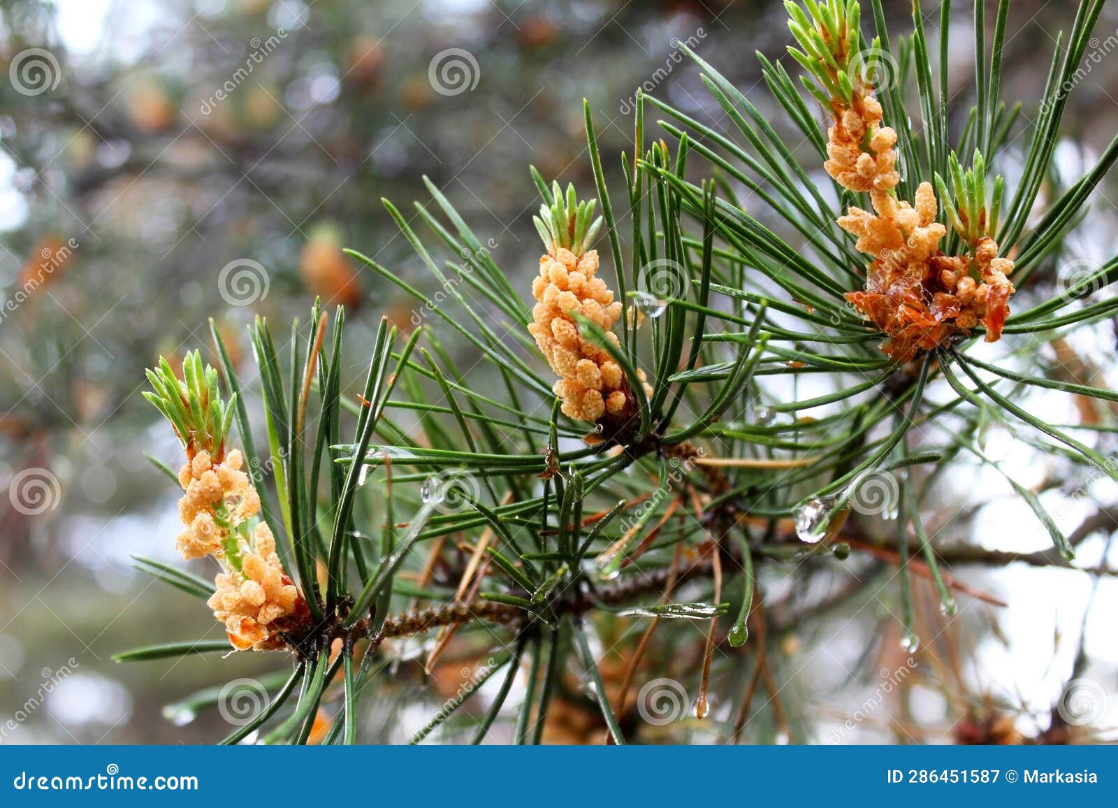 Pine Blossoms in Spring. Plants. Stock Image - Image of branch, forest ...