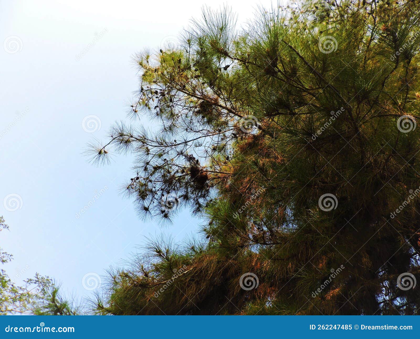 Pine in blue nature stock image. Image of pine, nature - 262247485