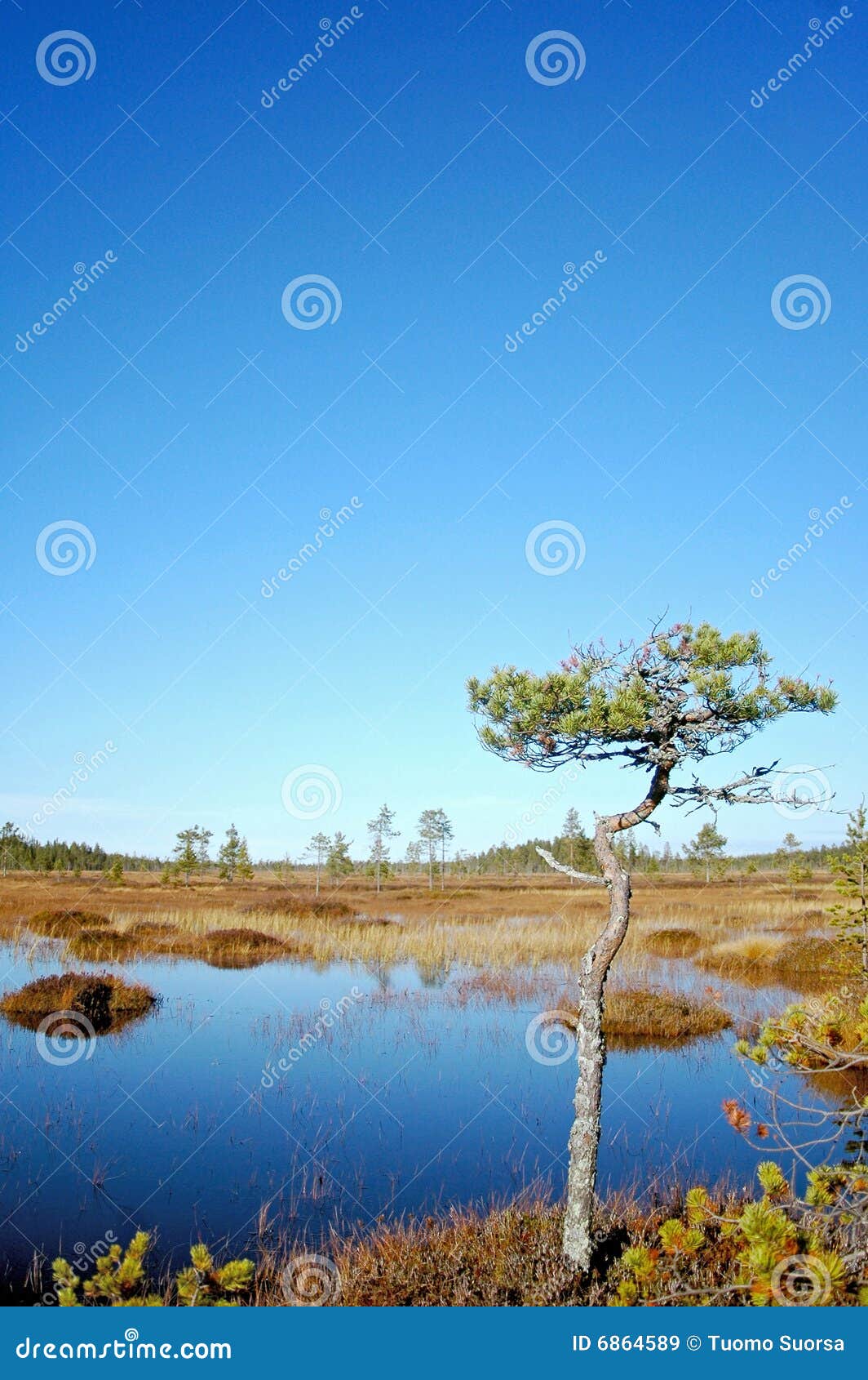 Pine on bog stock image. Image of pine, pinetree, environment - 6864589