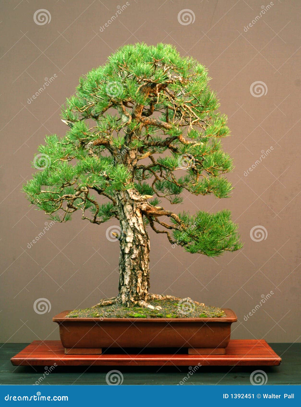 Pine bonsai stock image. Image of sylvestris, nature, scots - 1392451