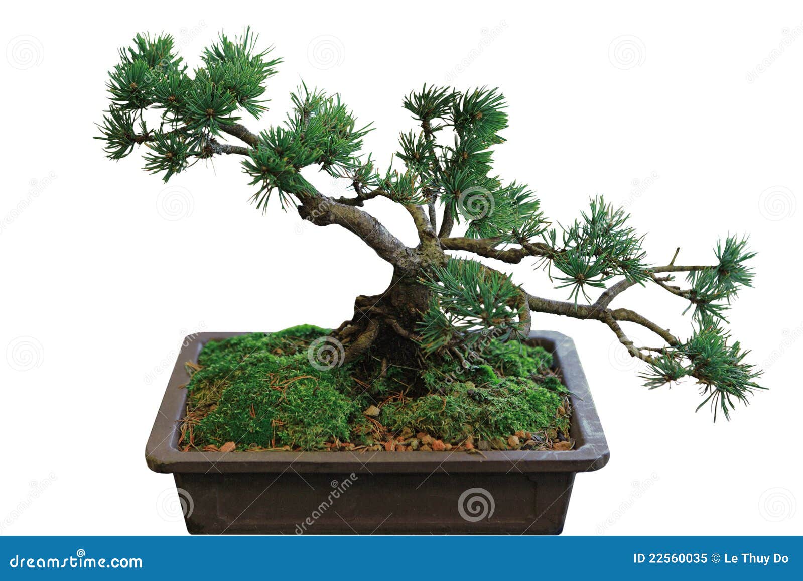 Pine Bonsai stock image. Image of plant, isolated, flower - 22560035
