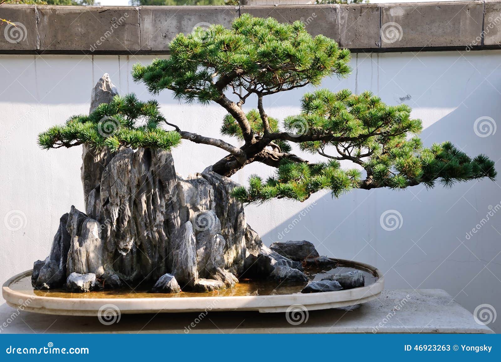 Pine Bonsai stock image. Image of bonsai, nanjing, asian - 46923263