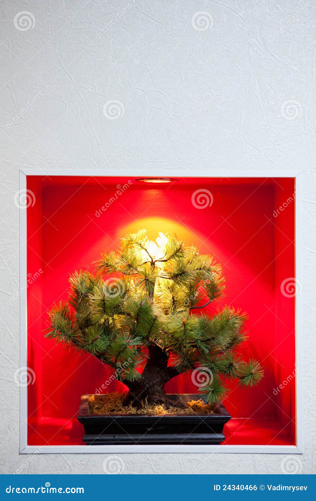 Pine Bonsai Tree in a Recessed Wall Stock Photo - Image of ancient ...
