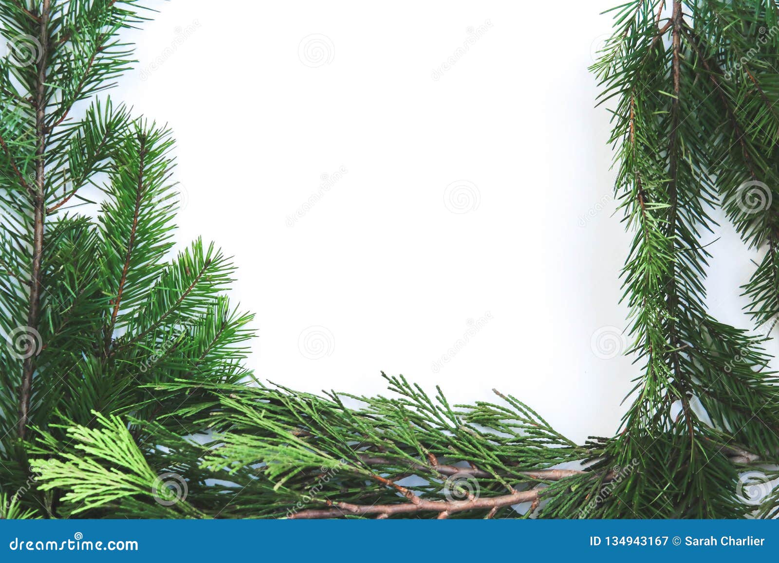 Pine Boughs for Holiday Background Stock Image - Image of design ...