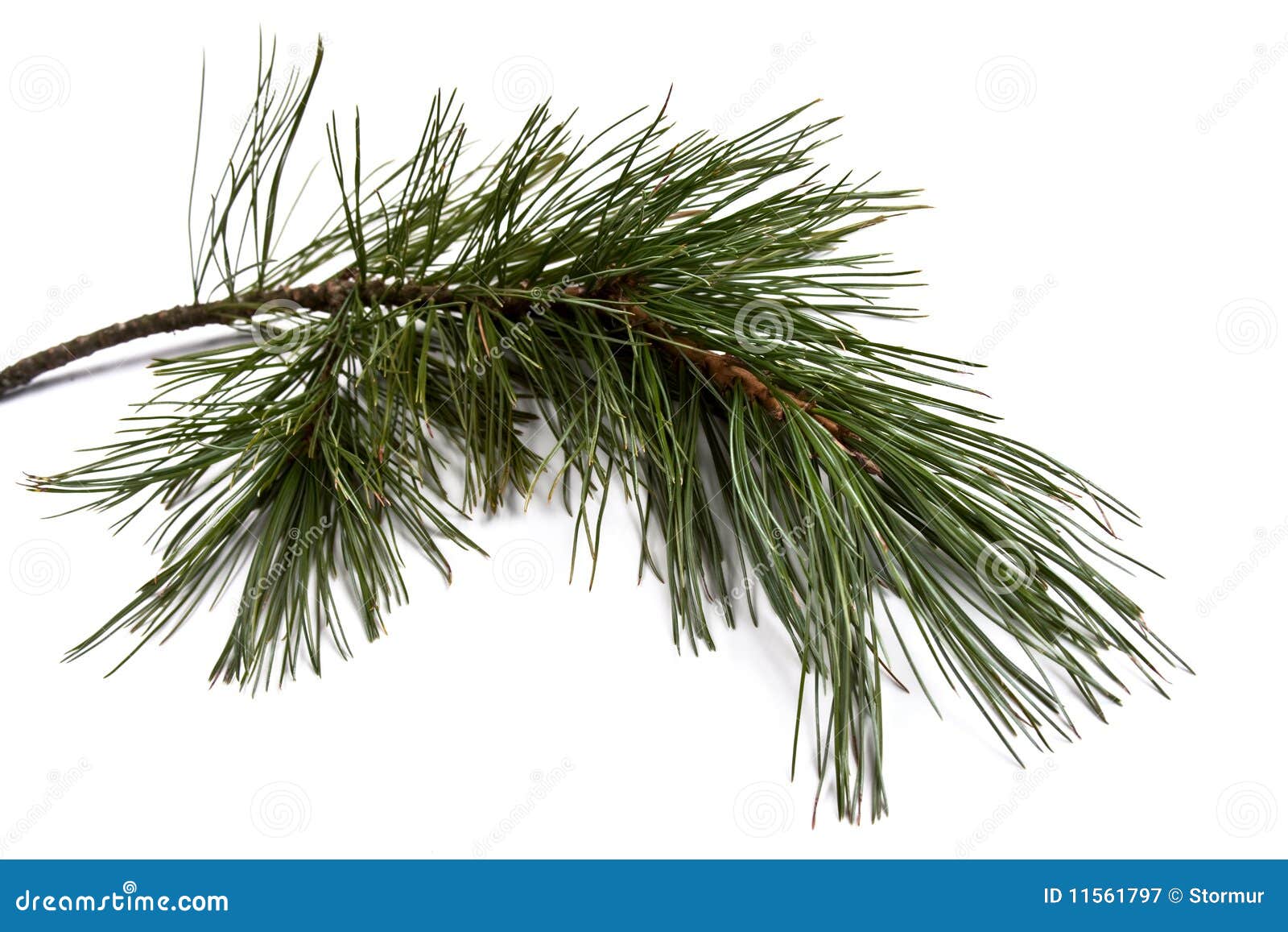 Pine Branch. Pine Leaf And Pine Nut On Dark Background. Royalty-Free ...