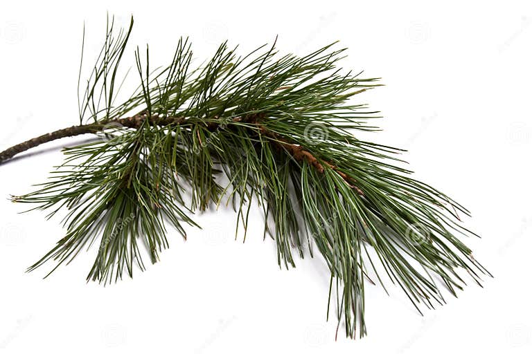 Pine branch stock image. Image of winter, green, xmas - 11561797