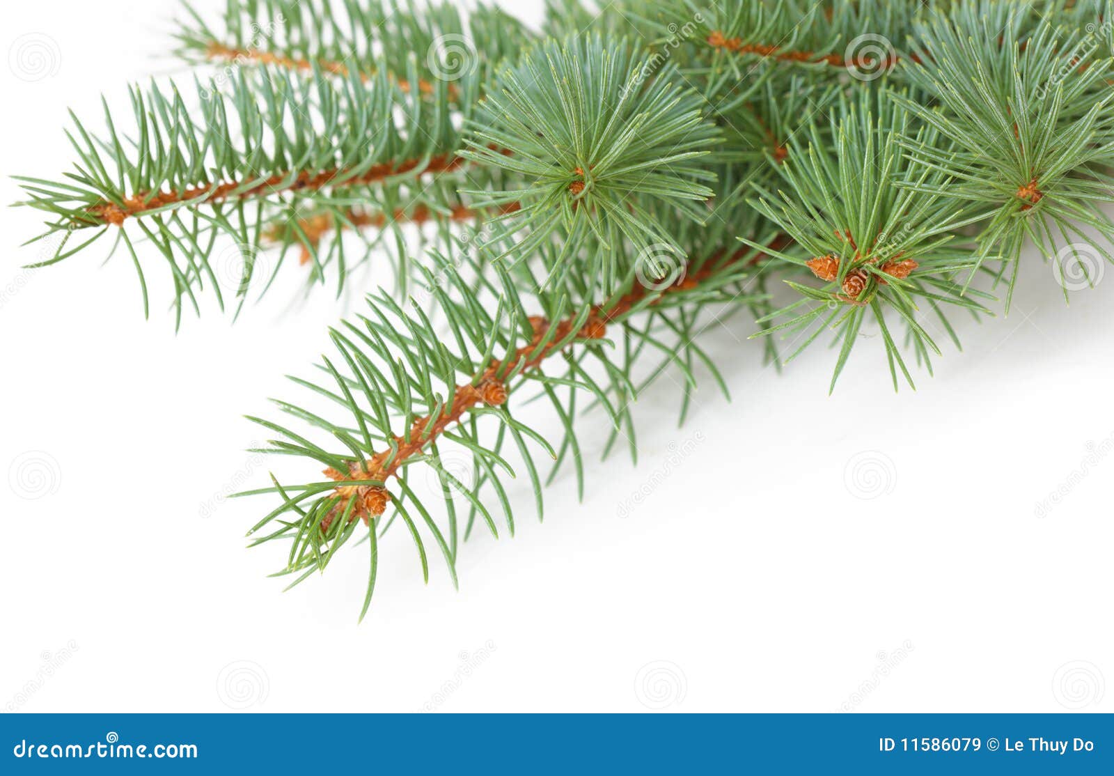 Pine Branch stock image. Image of season, tree, decoration - 11586079