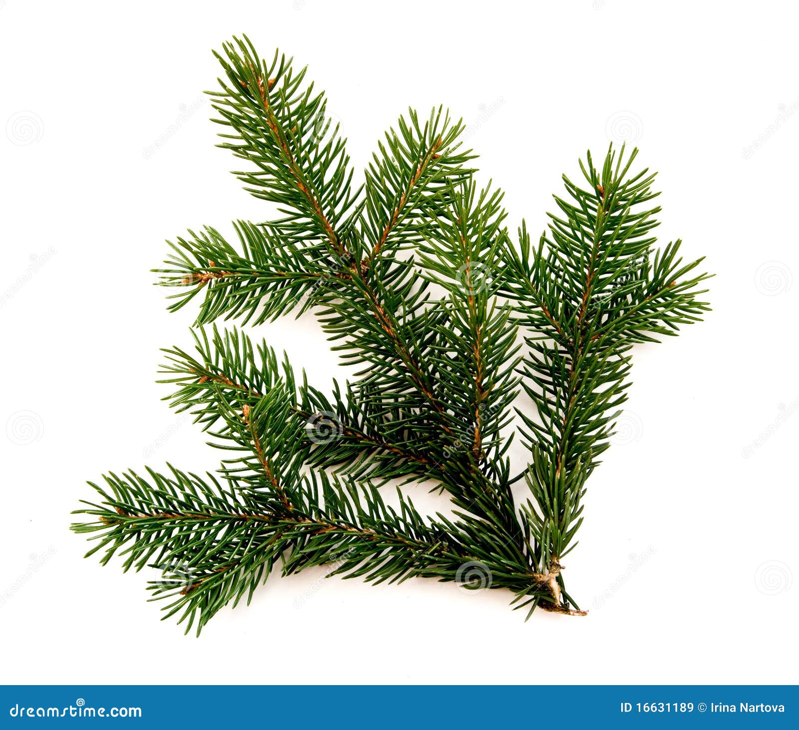 Pine Branch Royalty Free Stock Images - Image: 16631189