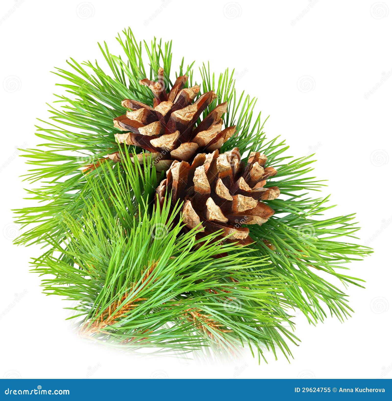 Pine branch stock image. Image of beautiful, green, evergreen - 29624755