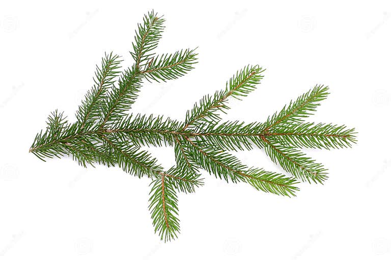 Pine Branch stock photo. Image of detail, natural, branch - 394046