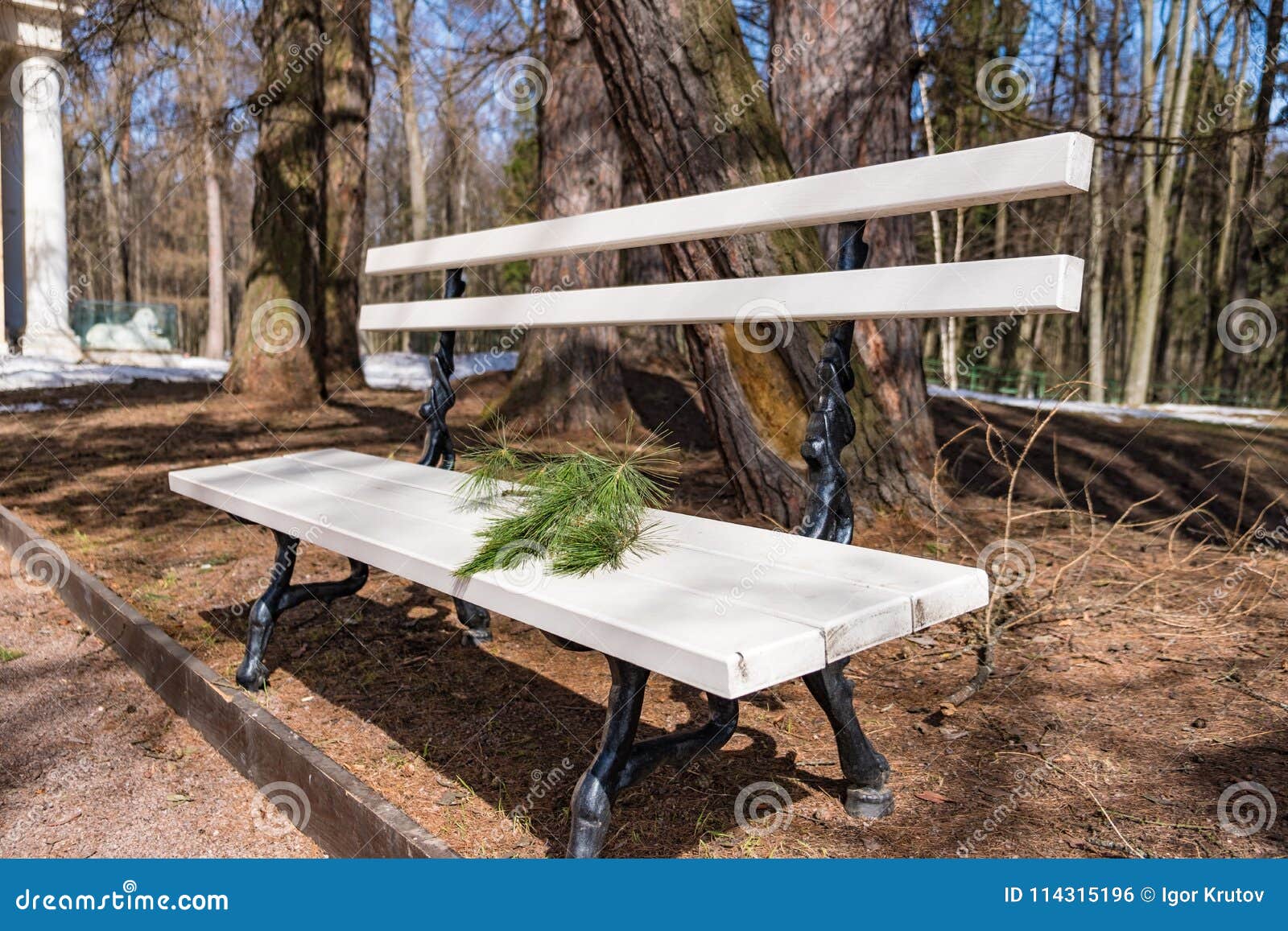 Pine Branch on a Bench Close Up Stock Photo - Image of coniferous ...