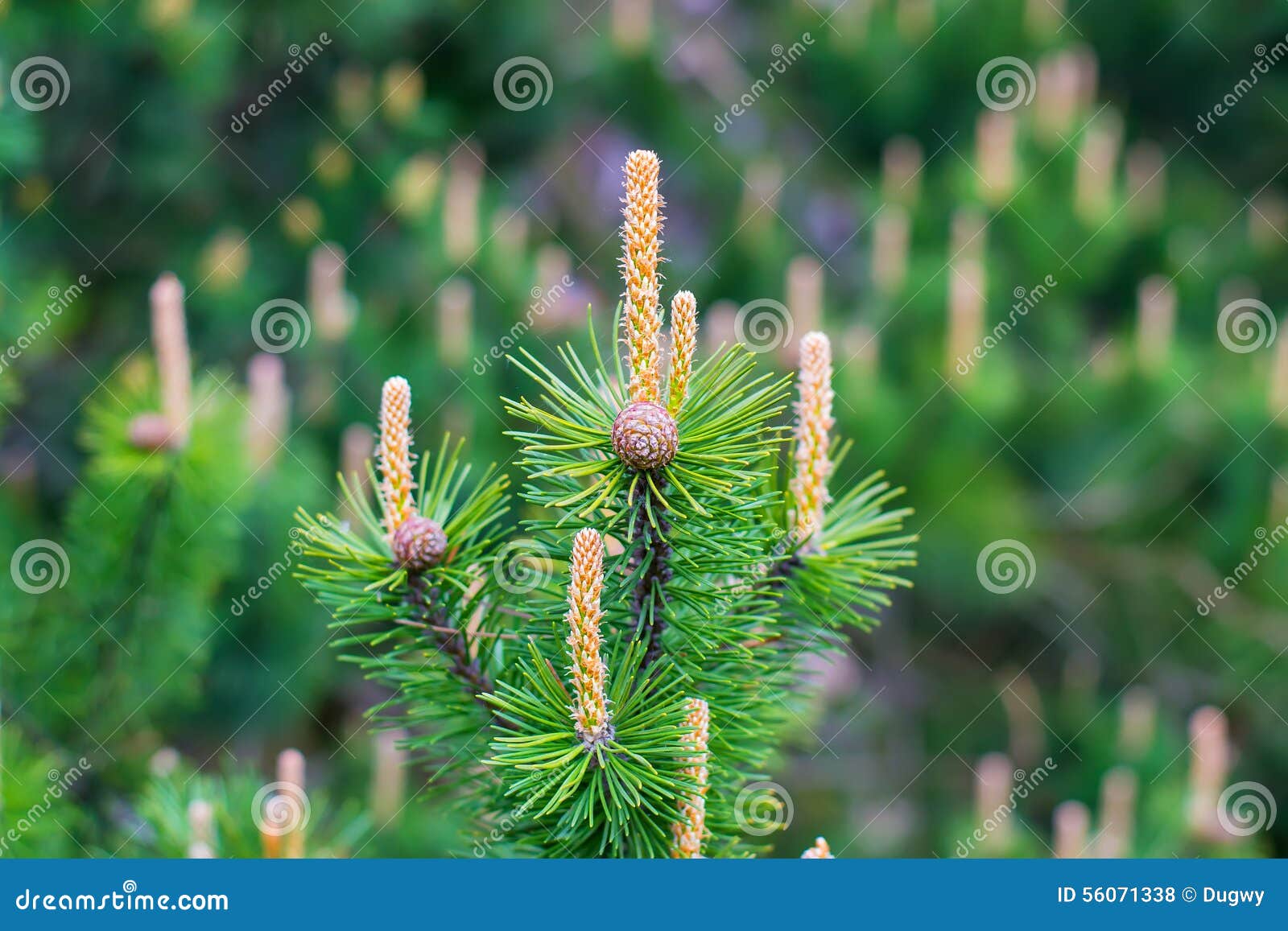 Pine branch stock photo. Image of plant, coniferous, anther - 56071338