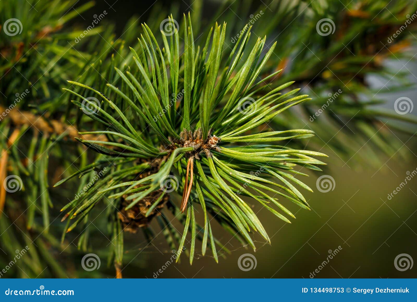 Pine Branch with Buds Close-up Stock Image - Image of fresh, green ...