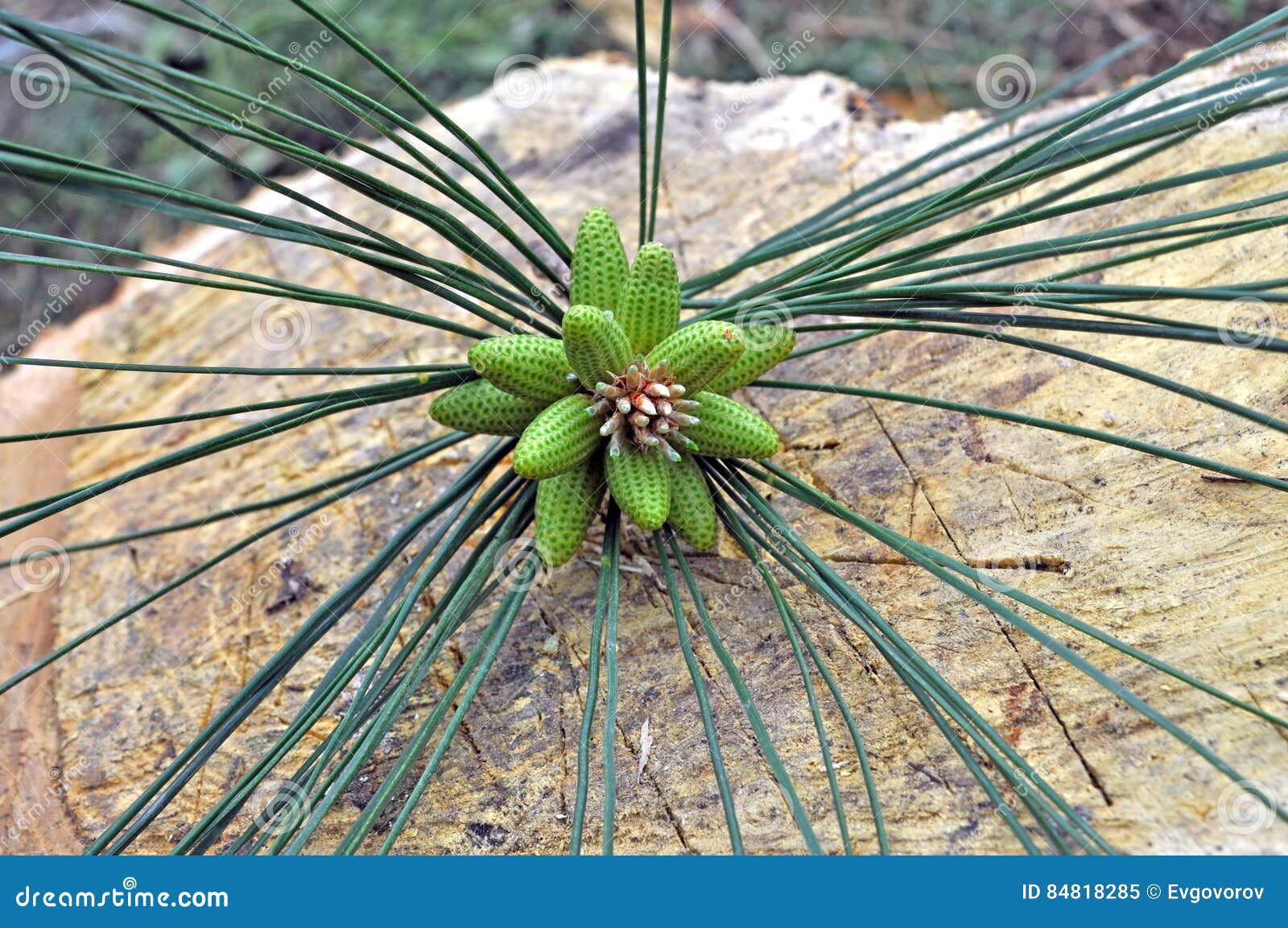 Pine branch with buds stock image. Image of nature, beautiful - 84818285