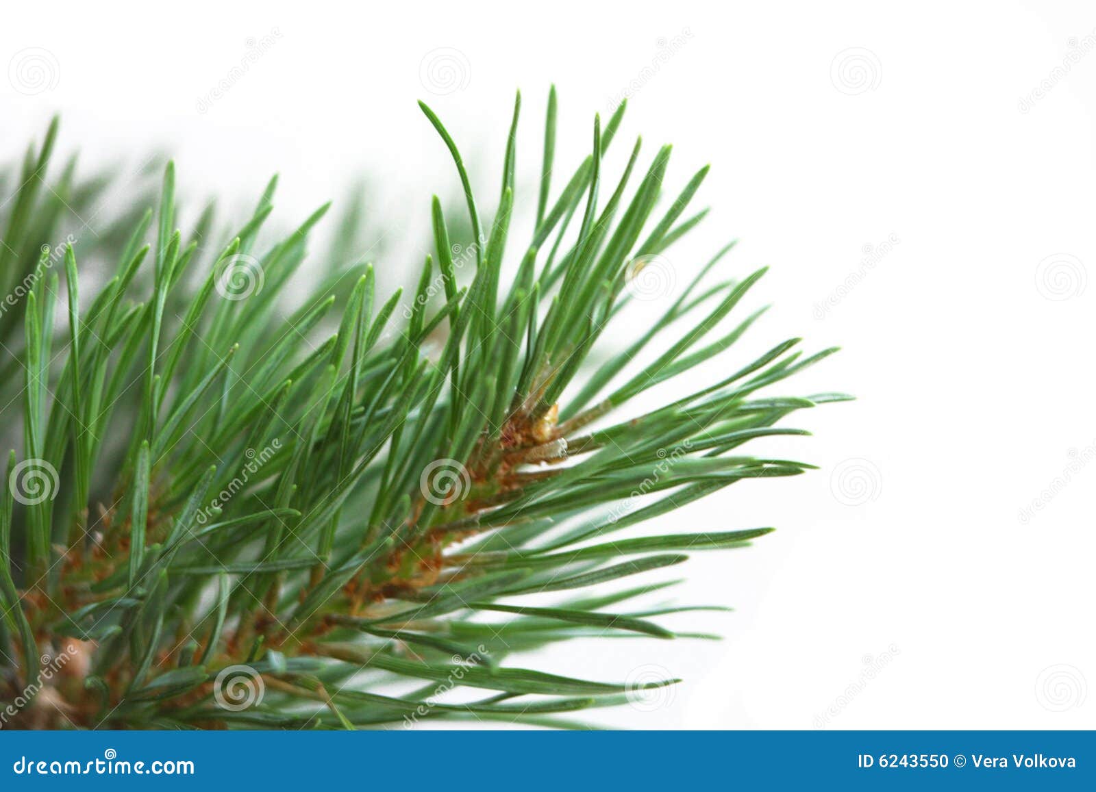 Pine branch closeup stock photo. Image of branch, spinule - 6243550