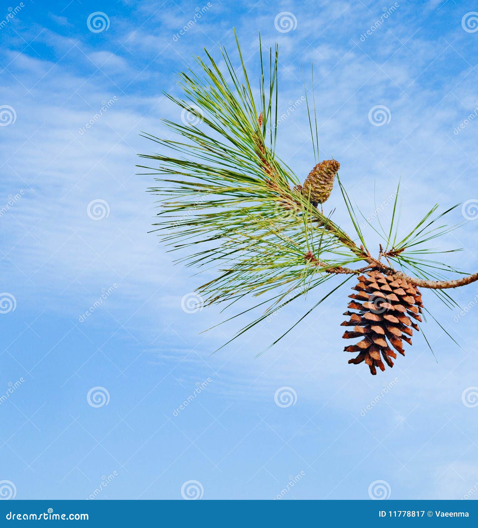 Pine branch with cone stock image. Image of branch, seed - 11778817