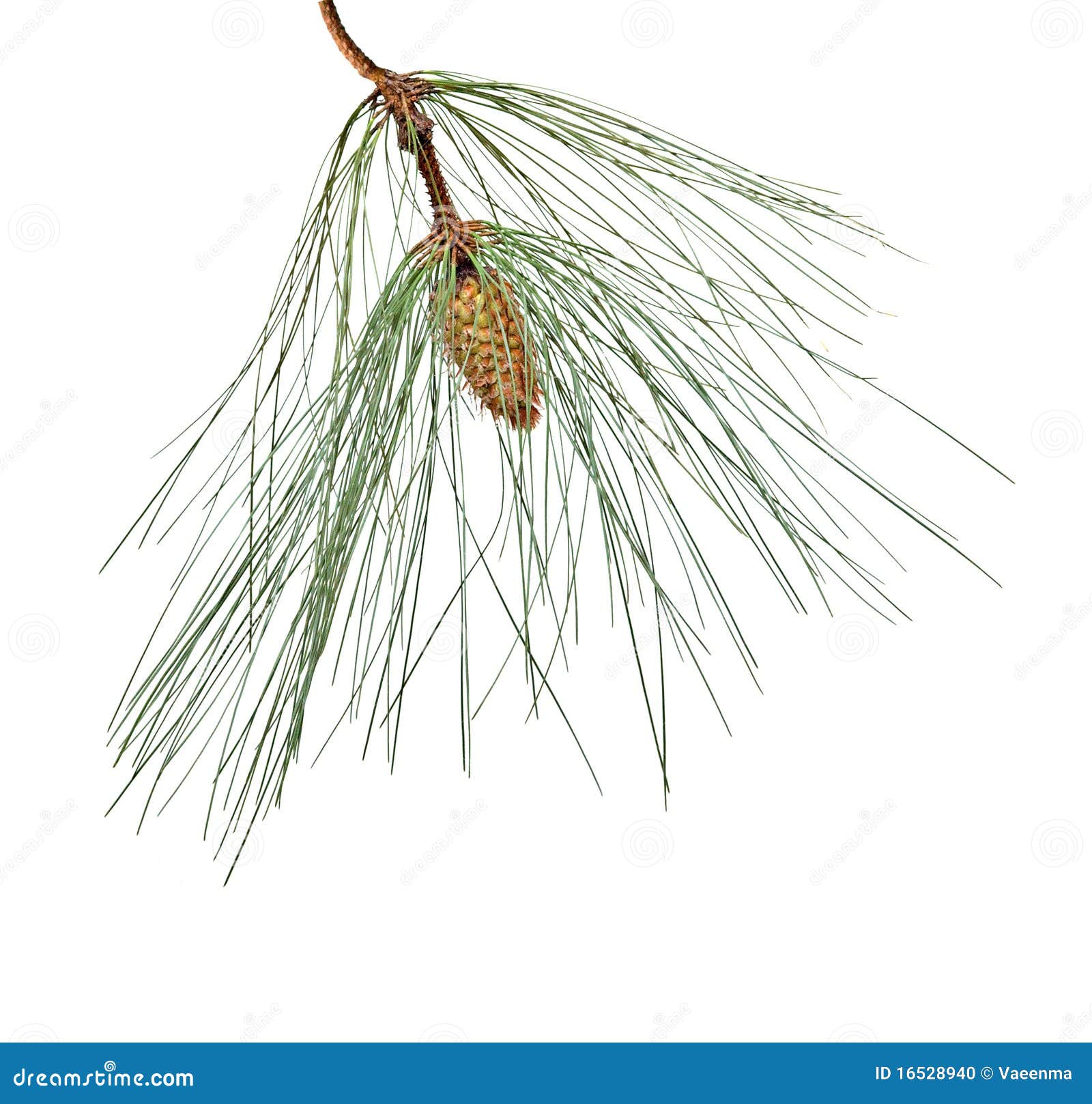 Pine branch with cone stock photo. Image of closeup, pine - 16528940