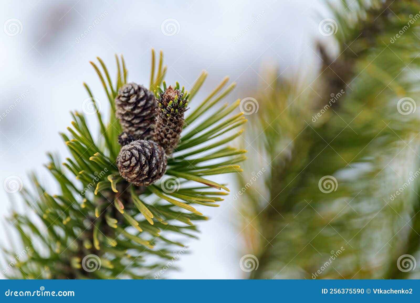 Pine branch with a cone stock photo. Image of decorative - 256375590