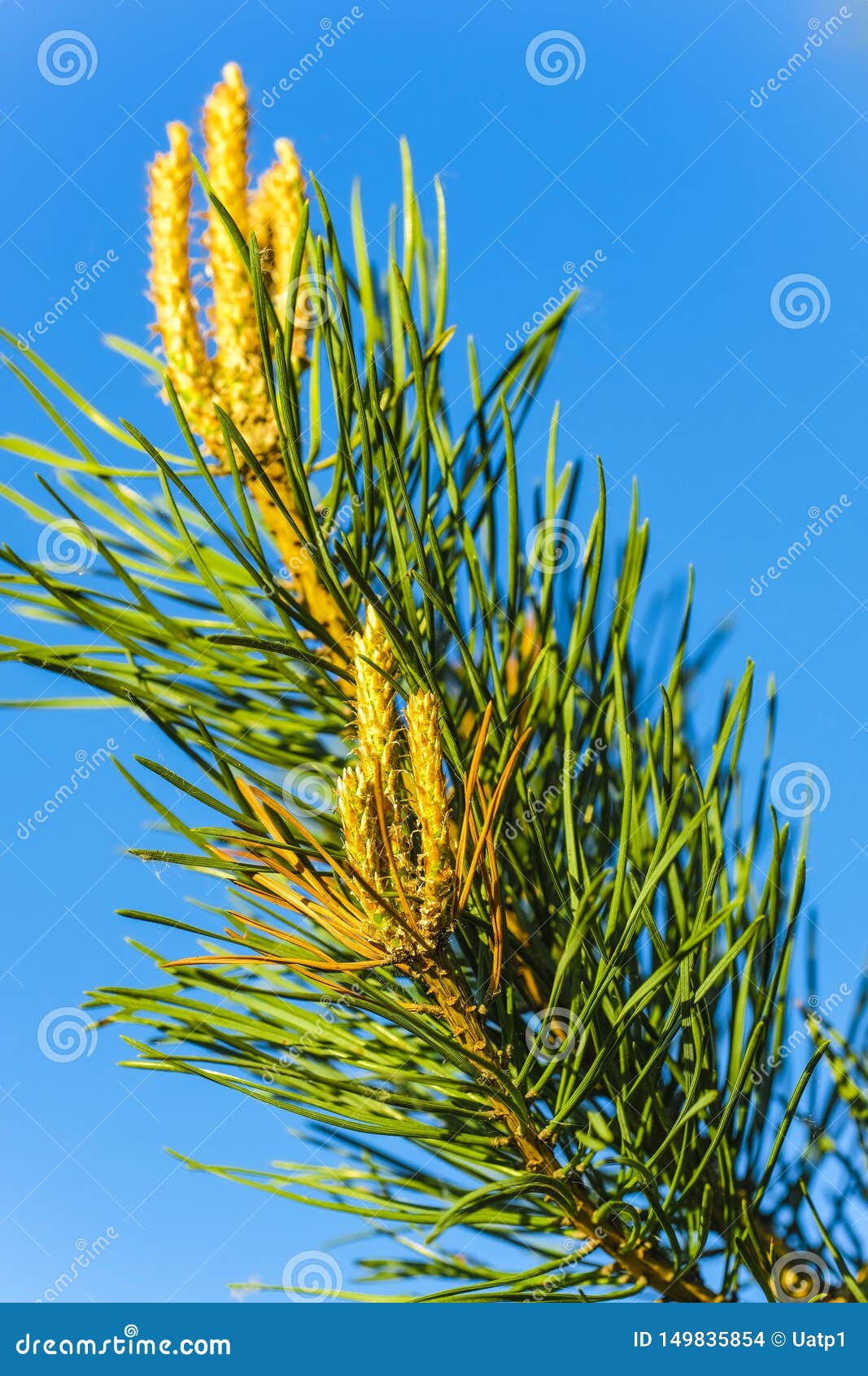 Pine Embryo Stock Photos - Free & Royalty-Free Stock Photos from Dreamstime